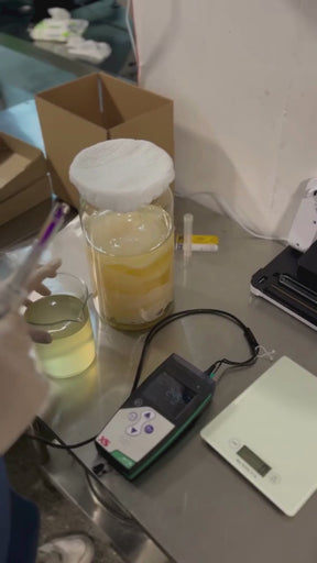Kombucha Ciupercă GUT2BE - Calitate superioară + Reteta – Kombucha ...